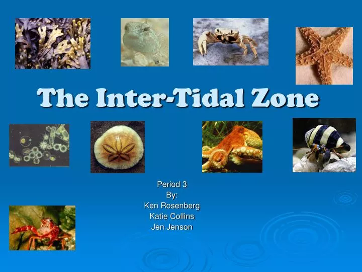 PPT - The Inter-Tidal Zone PowerPoint Presentation, free download - ID ...