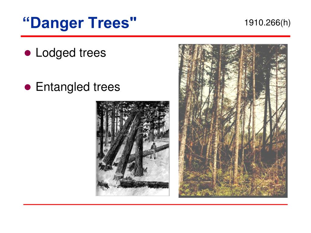 PPT - Chainsaw Safety PowerPoint Presentation, free download - ID:3035660