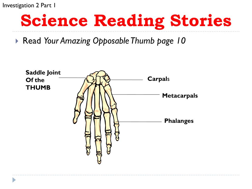 Ppt Human Body Powerpoint Presentation Free Download Id 3035703