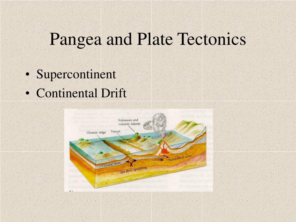 Ppt Tracing Phylogeny Macroevolution The Fossil Record And