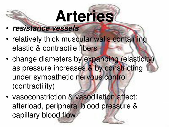 PPT - Blood Vessels PowerPoint Presentation - ID:3036291