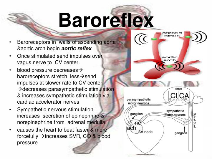 PPT - Blood Vessels PowerPoint Presentation - ID:3036291