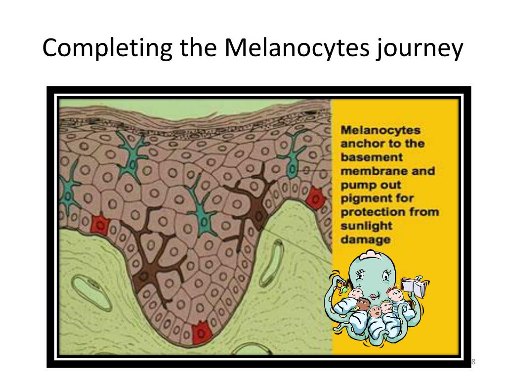 PPT - Skin Colour and its reaction to light Melanocyte and their role ...