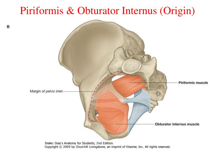 PPT - Gluteal Region PowerPoint Presentation - ID:3036676