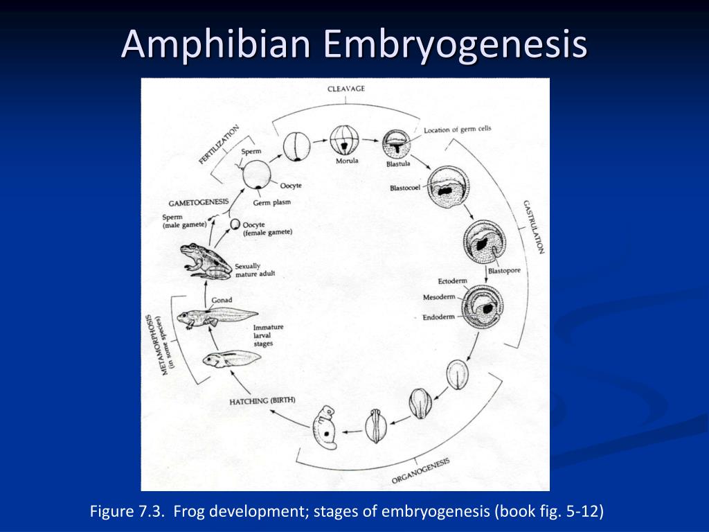 PPT - Comparative Anatomy Early Embryology PowerPoint Presentation ...
