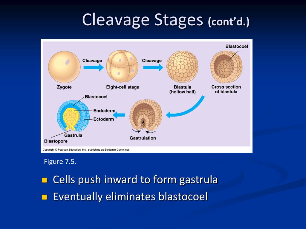 PPT - Comparative Anatomy Early Embryology PowerPoint Presentation ...