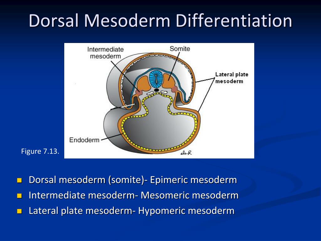 PPT - Comparative Anatomy Early Embryology PowerPoint Presentation ...