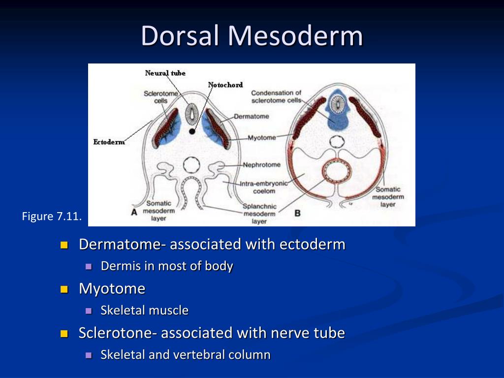PPT - Comparative Anatomy Early Embryology PowerPoint Presentation ...