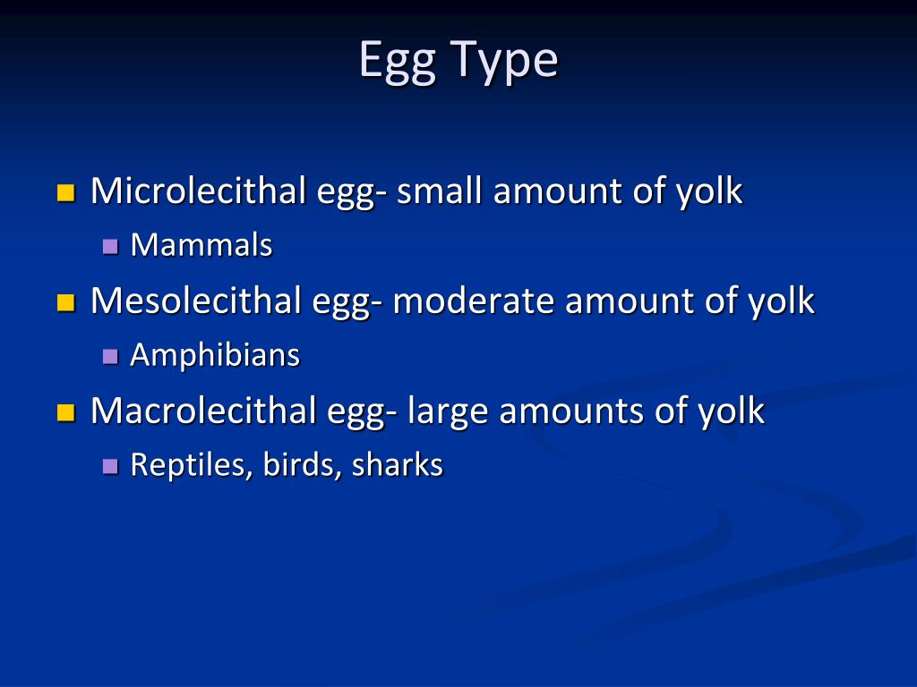 PPT - Comparative Anatomy Early Embryology PowerPoint Presentation ...