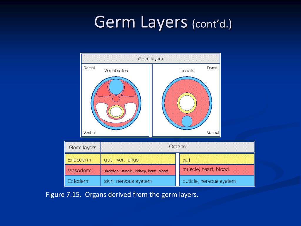 PPT - Comparative Anatomy Early Embryology PowerPoint Presentation ...