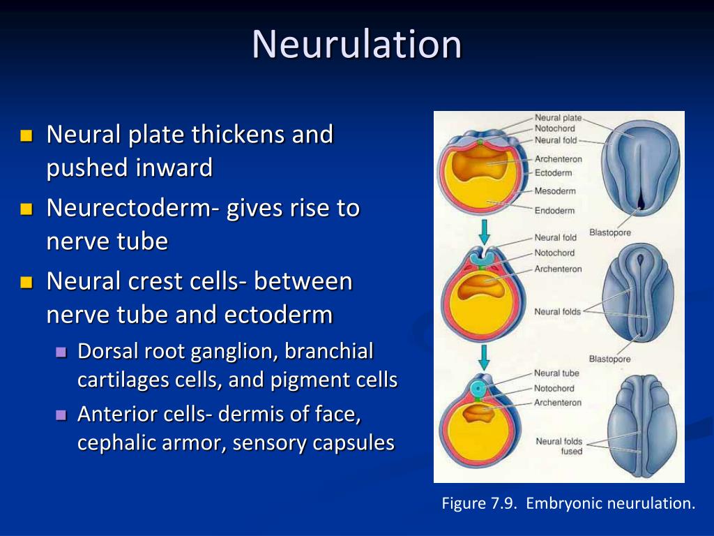 PPT - Comparative Anatomy Early Embryology PowerPoint Presentation ...