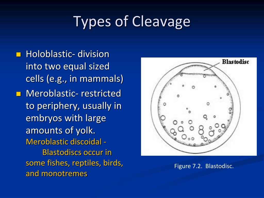 PPT - Comparative Anatomy Early Embryology PowerPoint Presentation ...