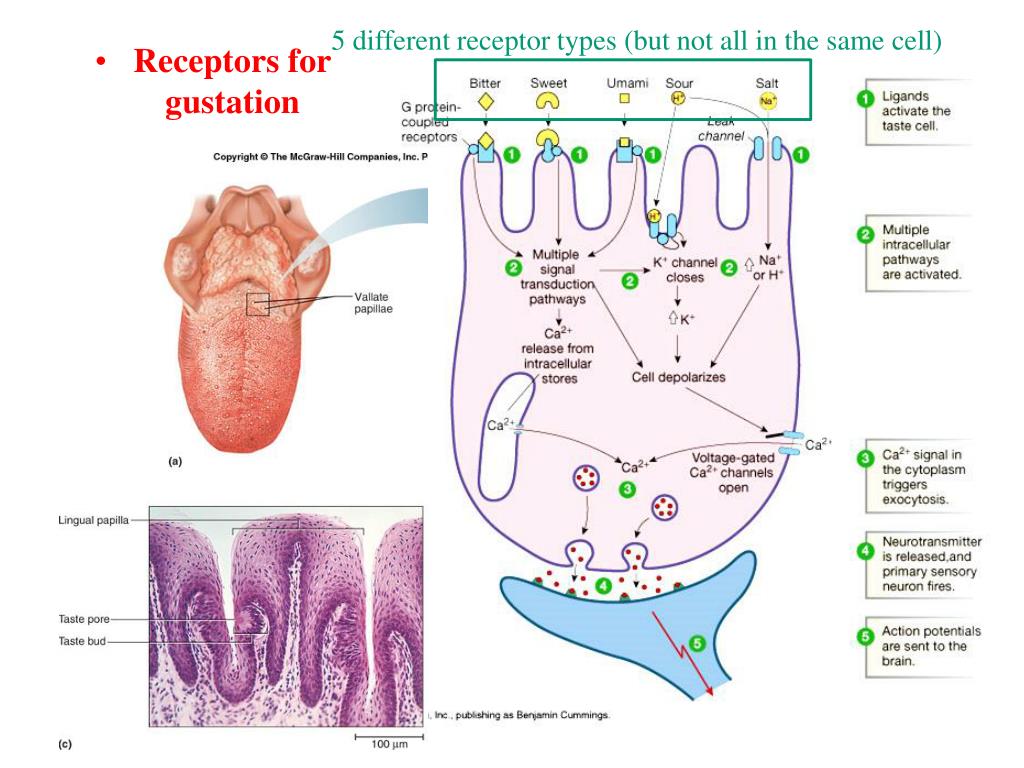 PPT - 16 October 2009 Chapter 7 Sensory Physiology PowerPoint ...