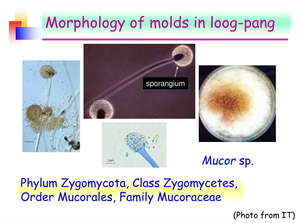 Ppt Microbial Technology In Satho Production Powerpoint Presentation