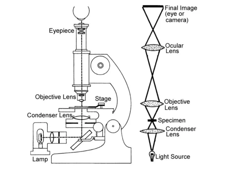PPT - Adjusting a Microscope PowerPoint Presentation, free download ...