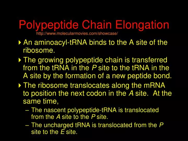 PPT - Polypeptide Chain Elongation PowerPoint Presentation, free ...