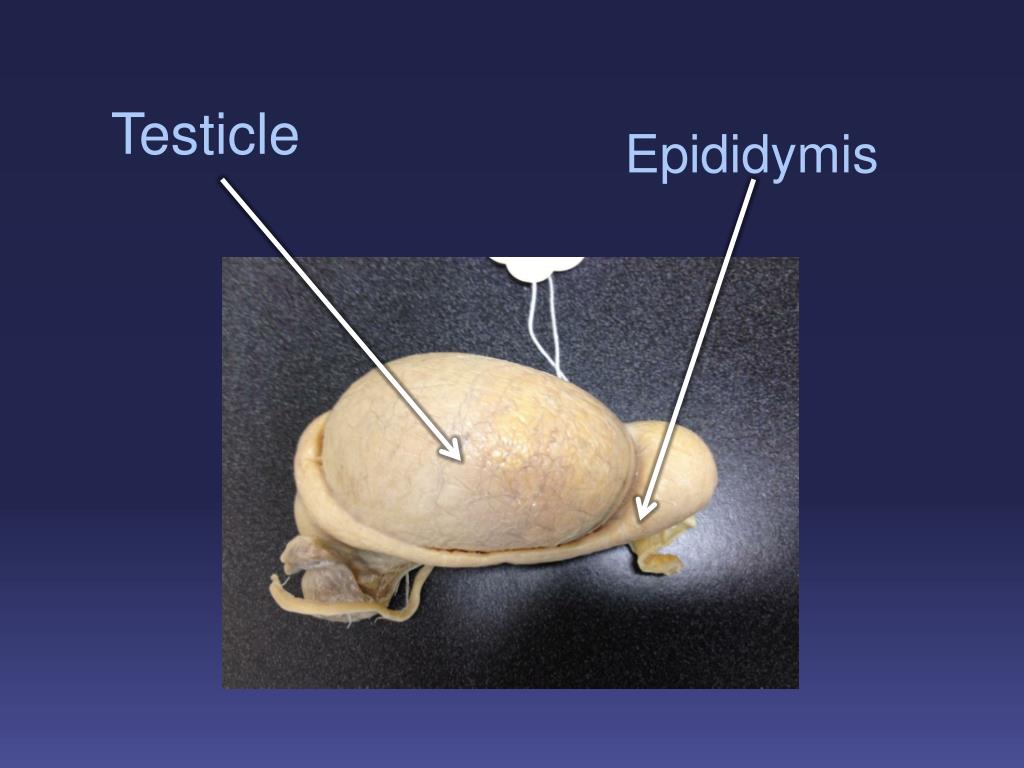 Ppt Organ Identification Pictures Powerpoint Presentation Free