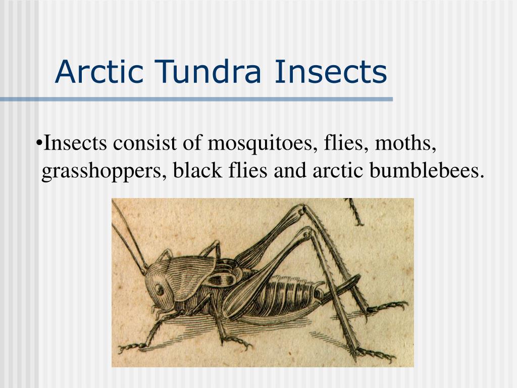 PPT - BY: Sunha Lee Jen Mello Mike Parr PowerPoint Presentation, free ...