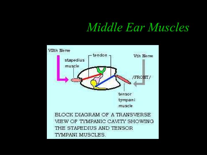 PPT - Tympanic Membrane PowerPoint Presentation - ID:3038672