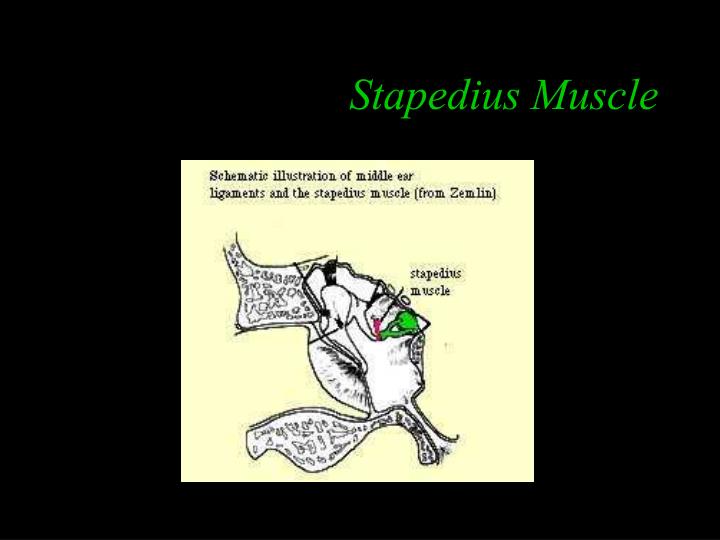 PPT - Tympanic Membrane PowerPoint Presentation - ID:3038672