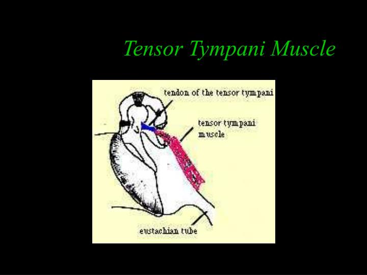 PPT - Tympanic Membrane PowerPoint Presentation - ID:3038672