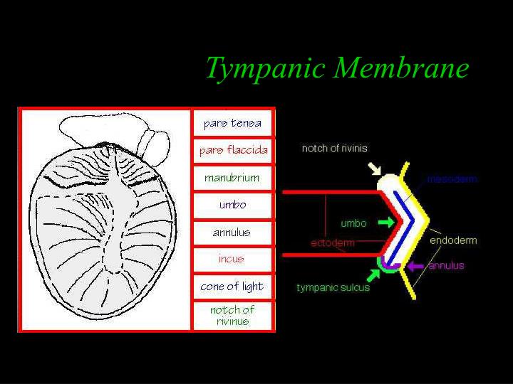 PPT - Tympanic Membrane PowerPoint Presentation - ID:3038672