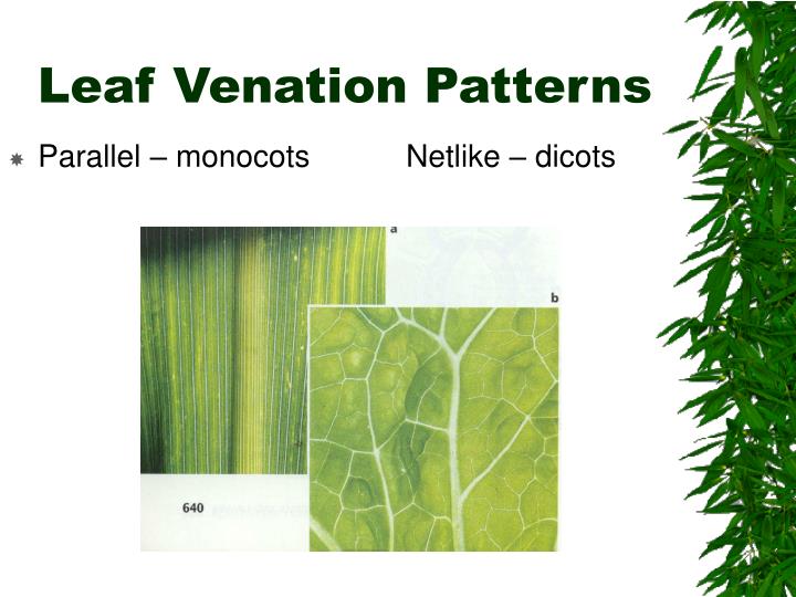 PPT - Plant Structure and Function PowerPoint Presentation - ID:3038782