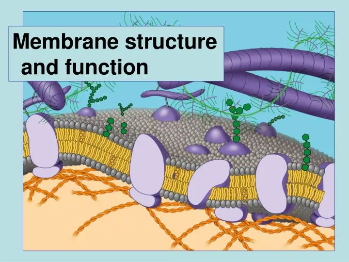 PPT - Membrane structure and function PowerPoint Presentation, free ...