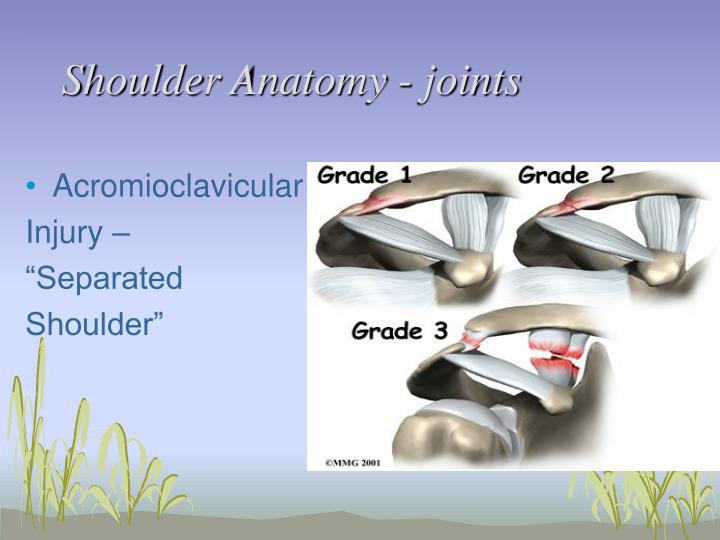 PPT - Shoulder Anatomy PowerPoint Presentation - ID:3040115