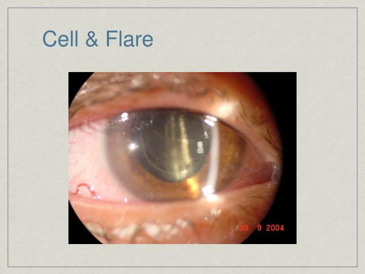 PPT - Trichiasis PowerPoint Presentation - ID:3040688