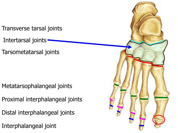 Ppt Ankle And Foot Joint Powerpoint Presentation Id
