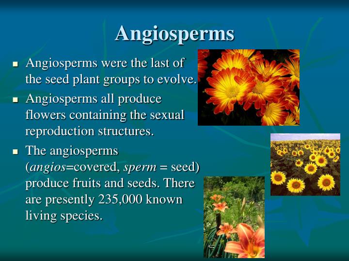 PPT - Plant Taxonomy PowerPoint Presentation - ID:3041218