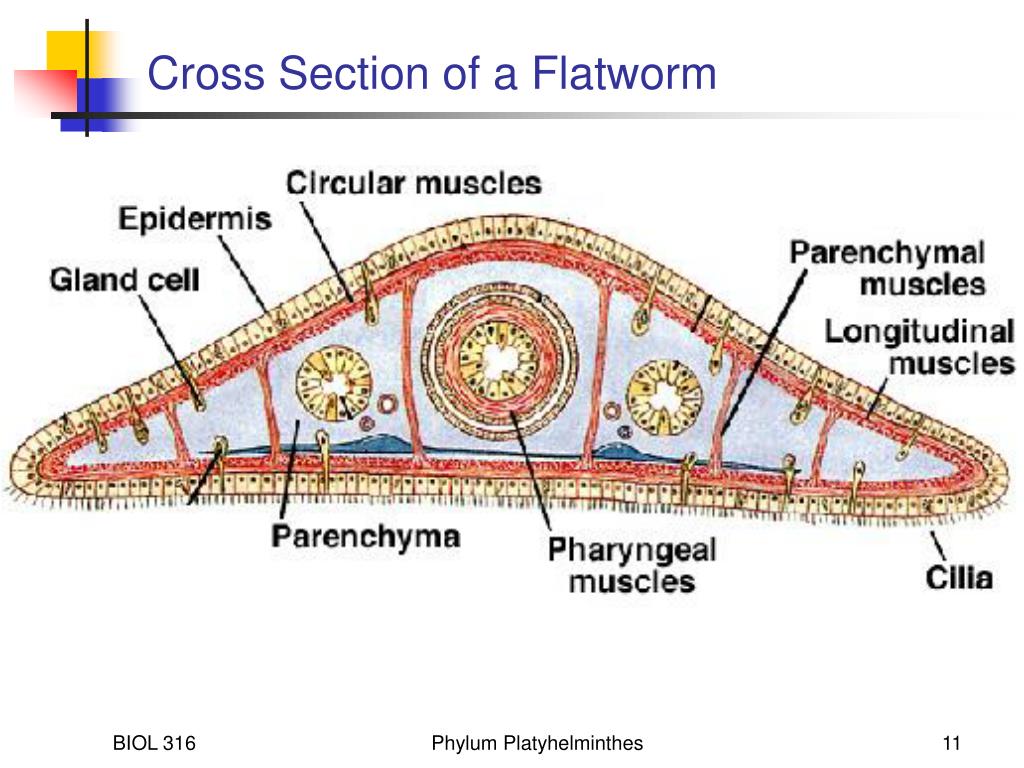 PPT - Biology 11 – Kingdom Animalia Study of the Primitive Worms ...