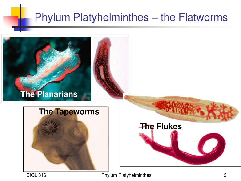 PPT - Biology 11 – Kingdom Animalia Study of the Primitive Worms ...