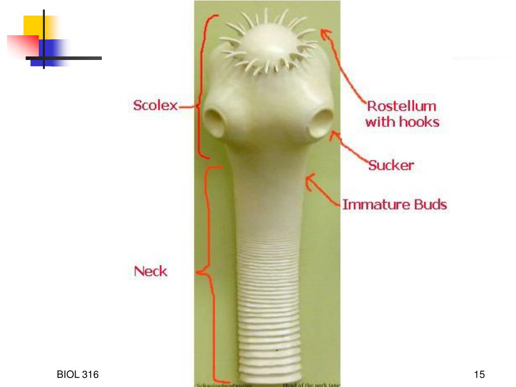 PPT - Biology 11 – Kingdom Animalia Study of the Primitive Worms ...