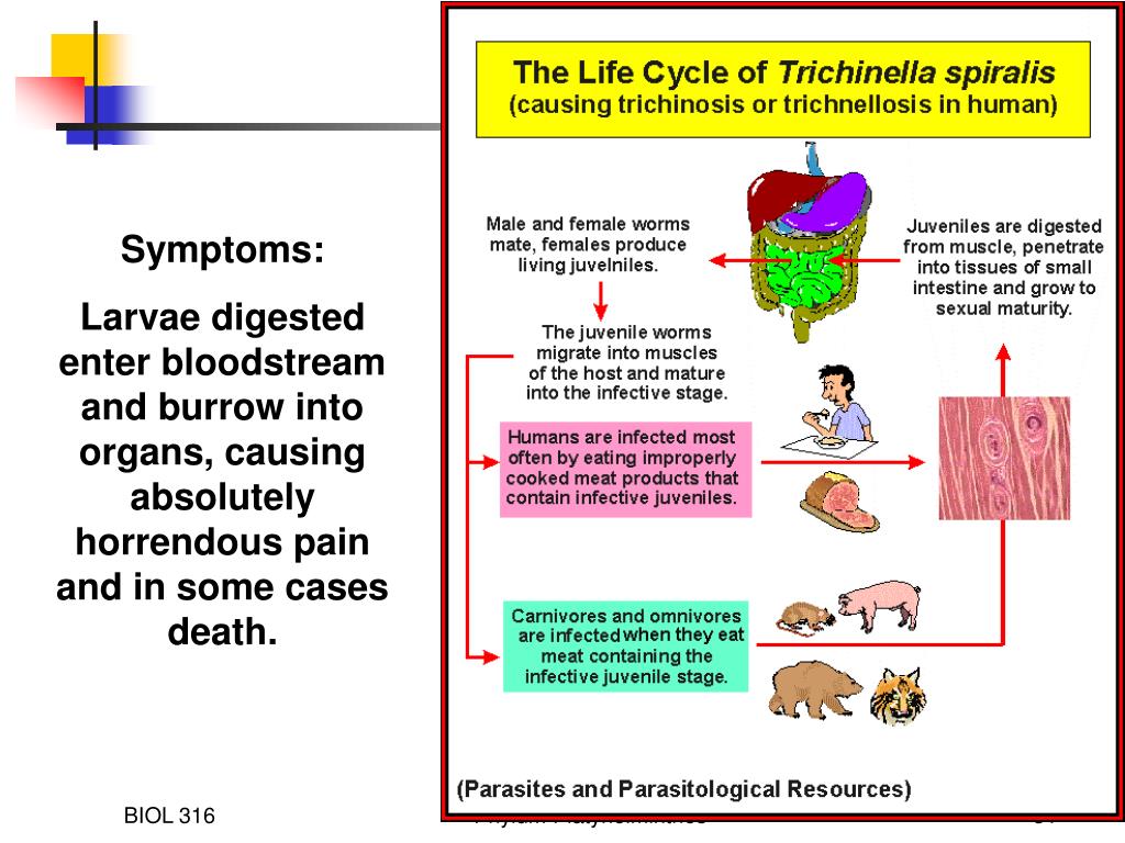 PPT - Biology 11 – Kingdom Animalia Study of the Primitive Worms ...