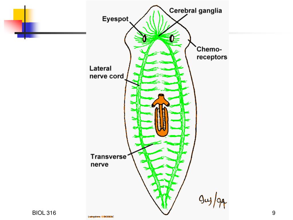 PPT - Biology 11 – Kingdom Animalia Study of the Primitive Worms ...
