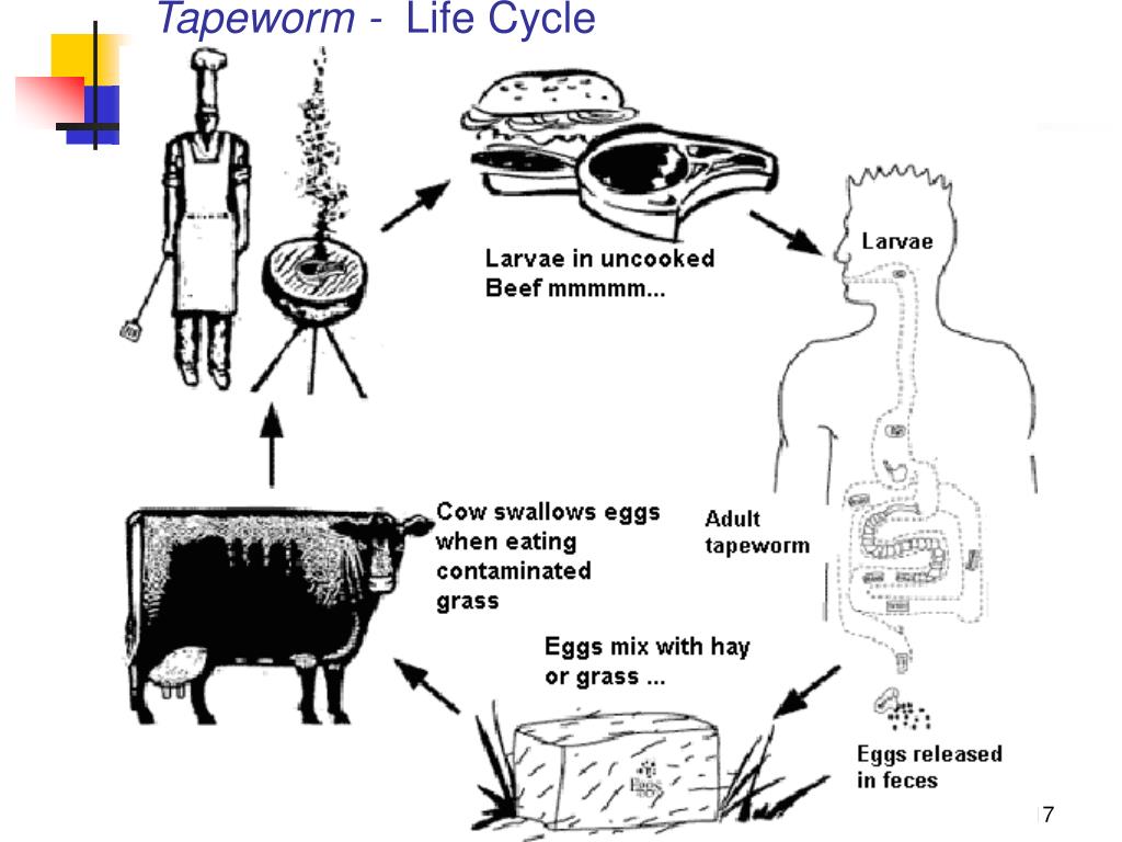 PPT - Biology 11 – Kingdom Animalia Study of the Primitive Worms ...