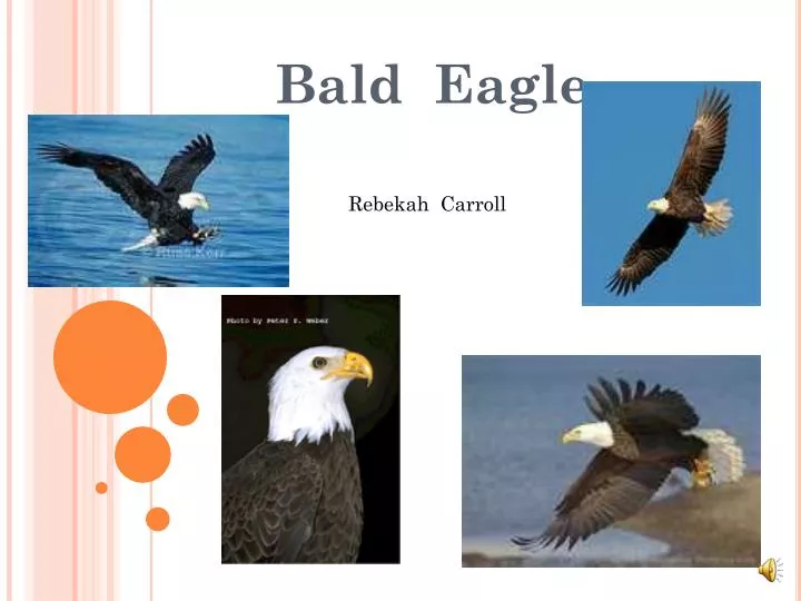 PPT - Bald Eagle PowerPoint Presentation, free download - ID:3042104