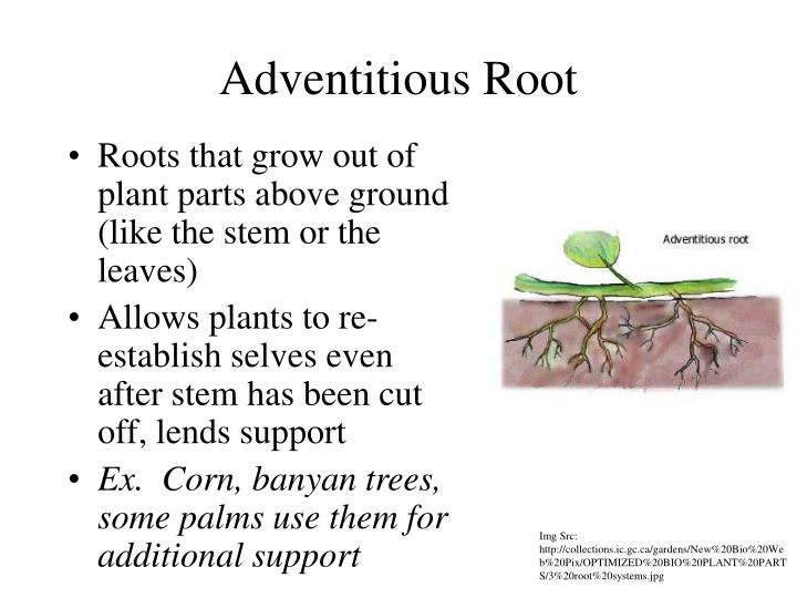 PPT - Plant Structures PowerPoint Presentation - ID:3042394