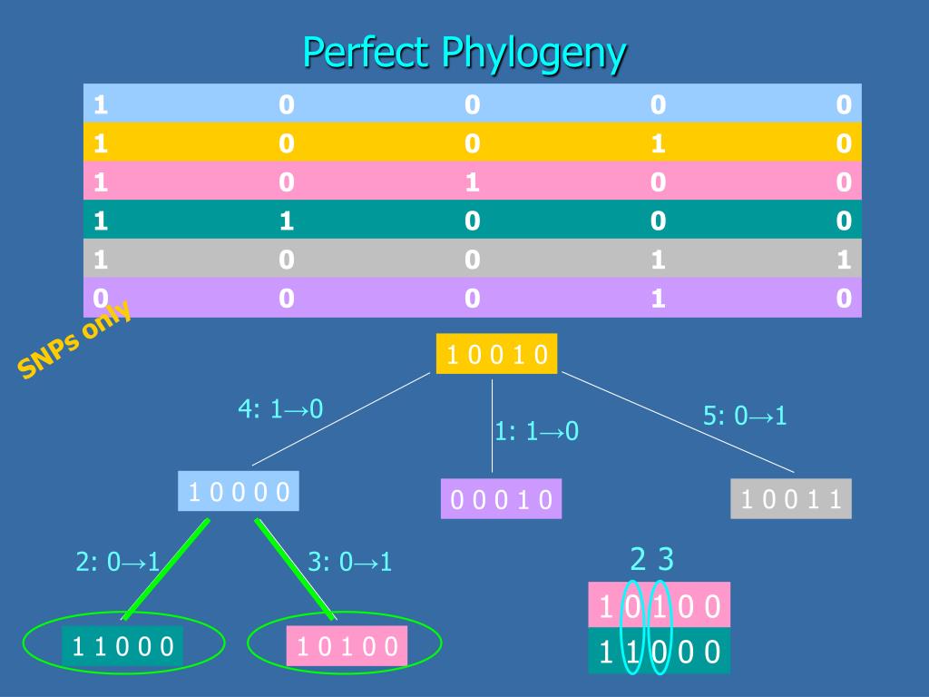 PPT - Computational Problems in Perfect Phylogeny Haplotyping: Xor ...