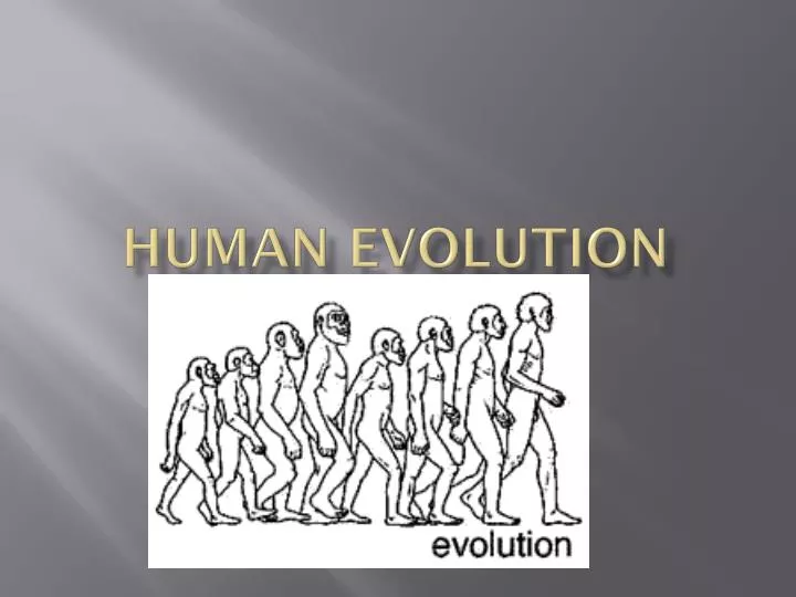 PPT - HUMAN EVOLUTION PowerPoint Presentation, free download - ID:3042778