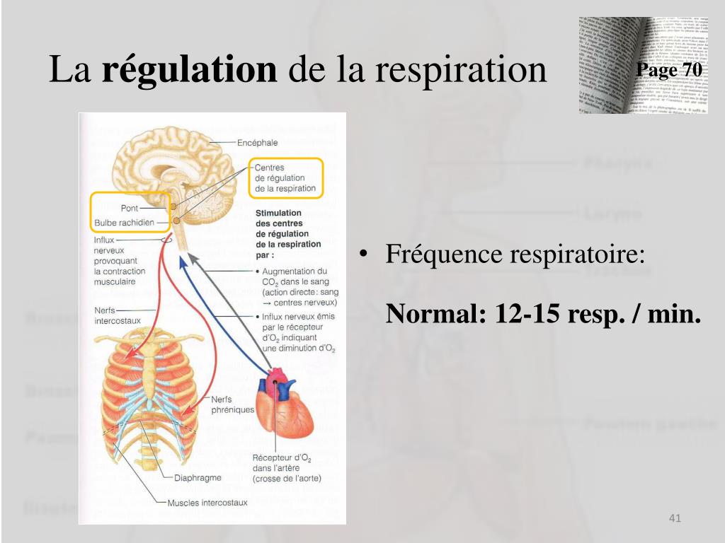 PPT - La physiologie du système respiratoire PowerPoint Presentation ...