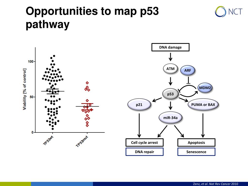 PPT - Translating Lymphoma Genetics into Clinical Care PowerPoint ...