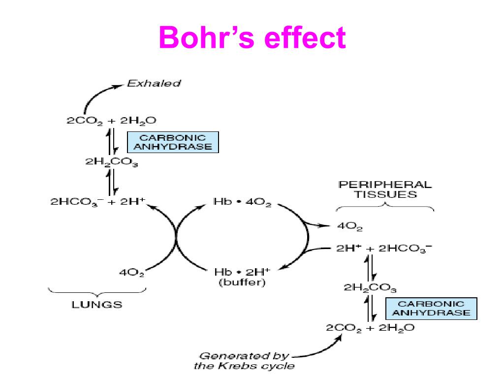 PPT - Hemoglobin metabolism & diseases of hemoglobin PowerPoint ...