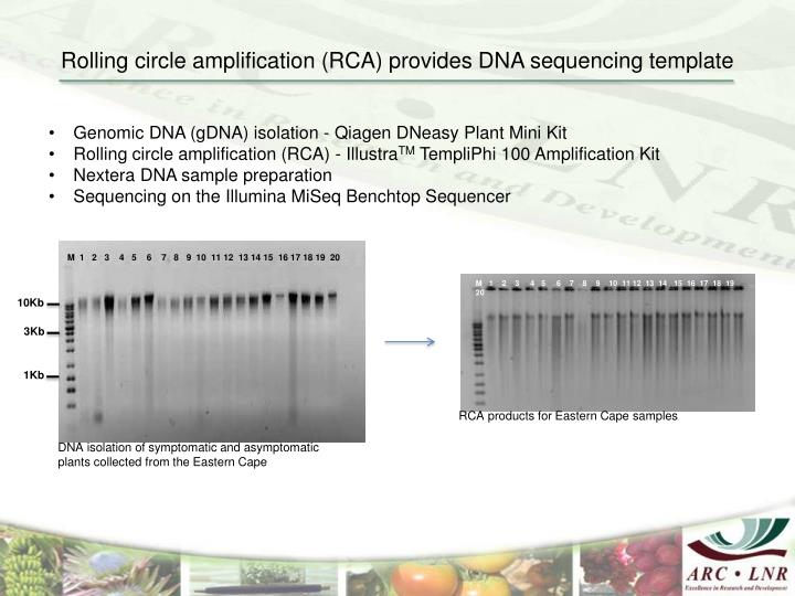 PPT - Sweet potato viruses and their effects on production PowerPoint ...