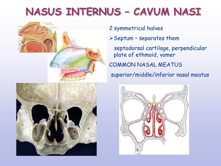 PPT - NASAL CAVITY PARANASAL SINUSES PowerPoint Presentation - ID:3044685