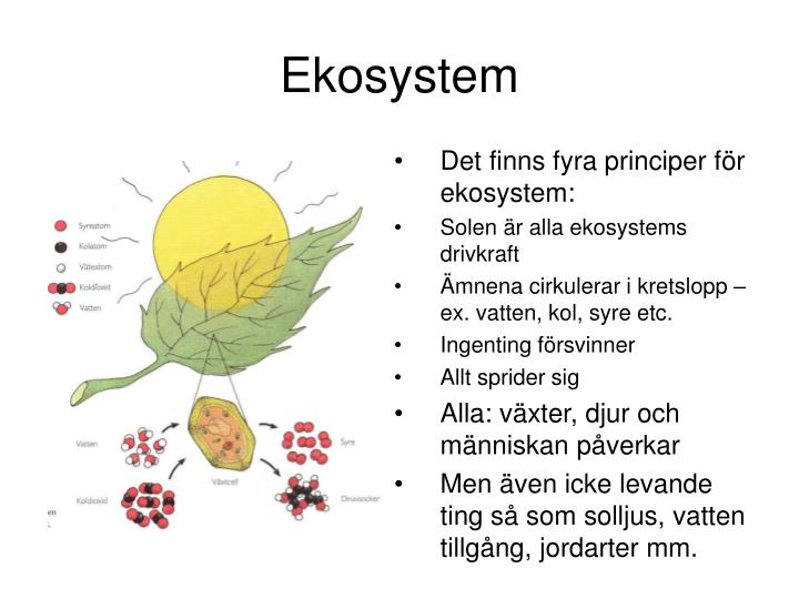 PPT - Ekologi PowerPoint Presentation - ID:3045565