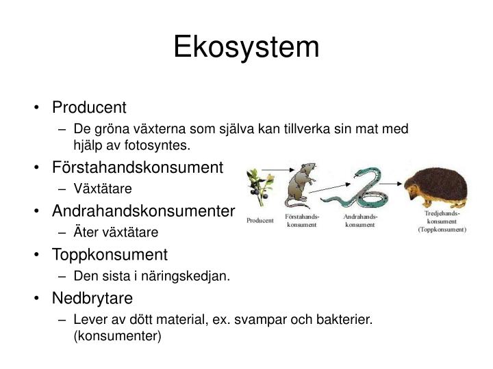 PPT - Ekologi PowerPoint Presentation - ID:3045565