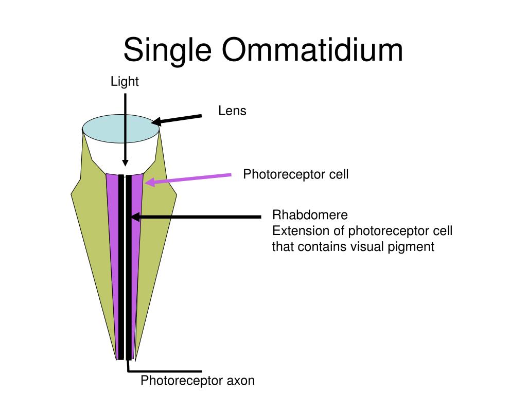 PPT - Midterm Marks posted by next Monday Today - Vision Structure ...